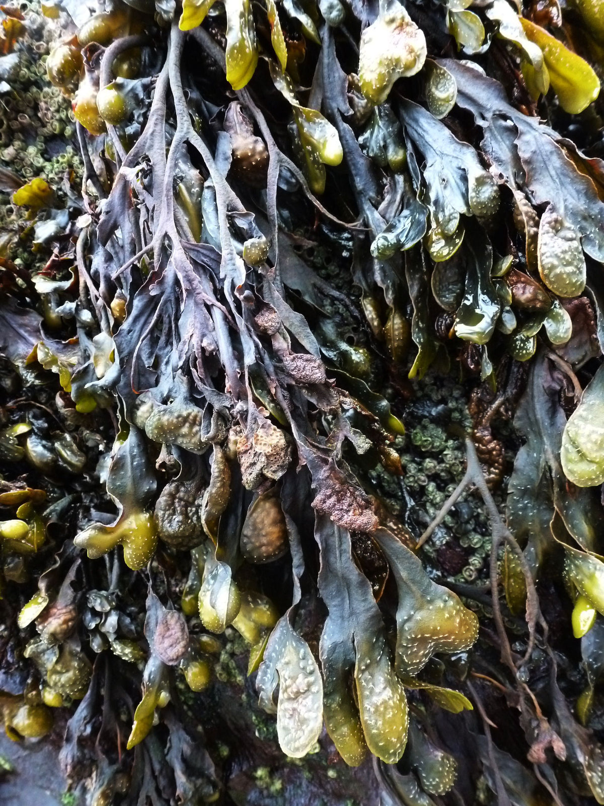 Kombu royal : Pour faire le plein d'iode avec l'allaitement